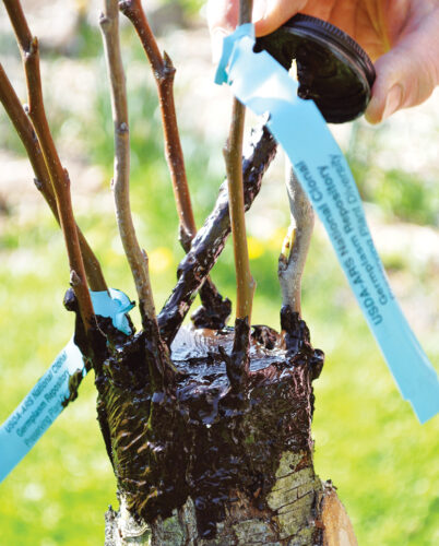 Trees That Grow Multiple Fruits: Why Graft Trees and How – Mother Earth ...